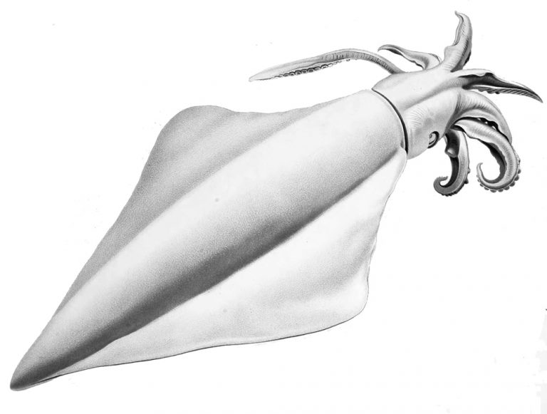 Dibujos de calamares » CALAMARPEDIA
